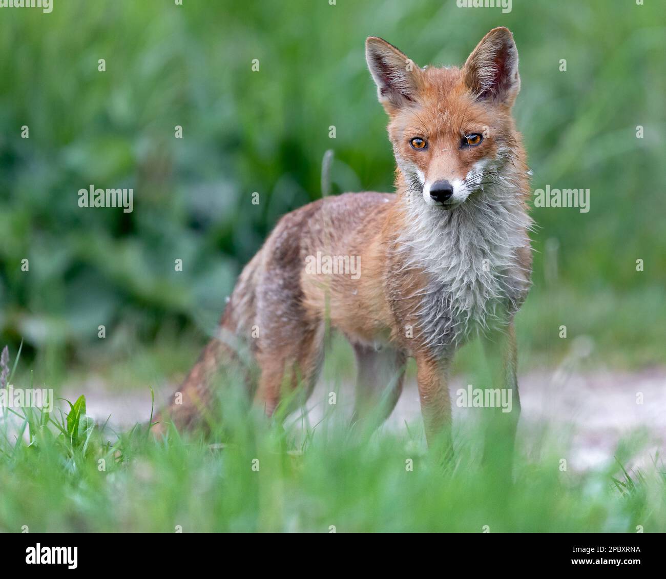 Tiere fuchs hi-res stock photography and images - Alamy