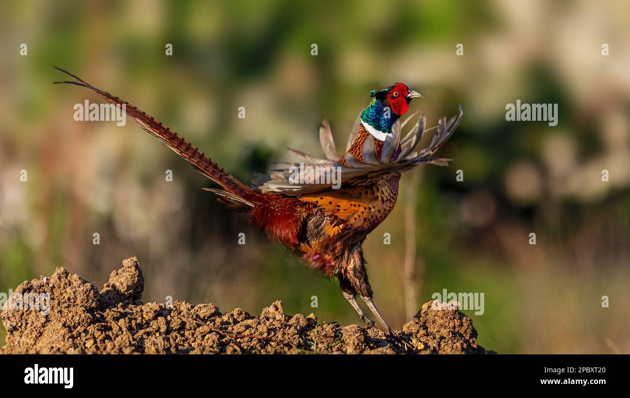 Jagdfasan hi-res stock photography and images - Alamy