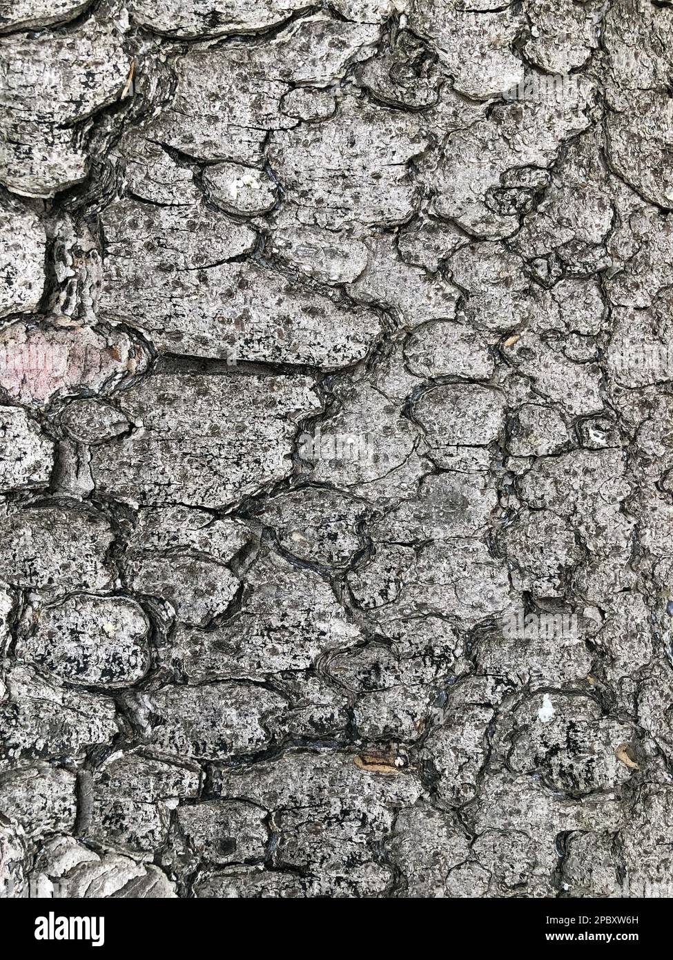 cracked tree bark, texture, abstract background Stock Photo - Alamy