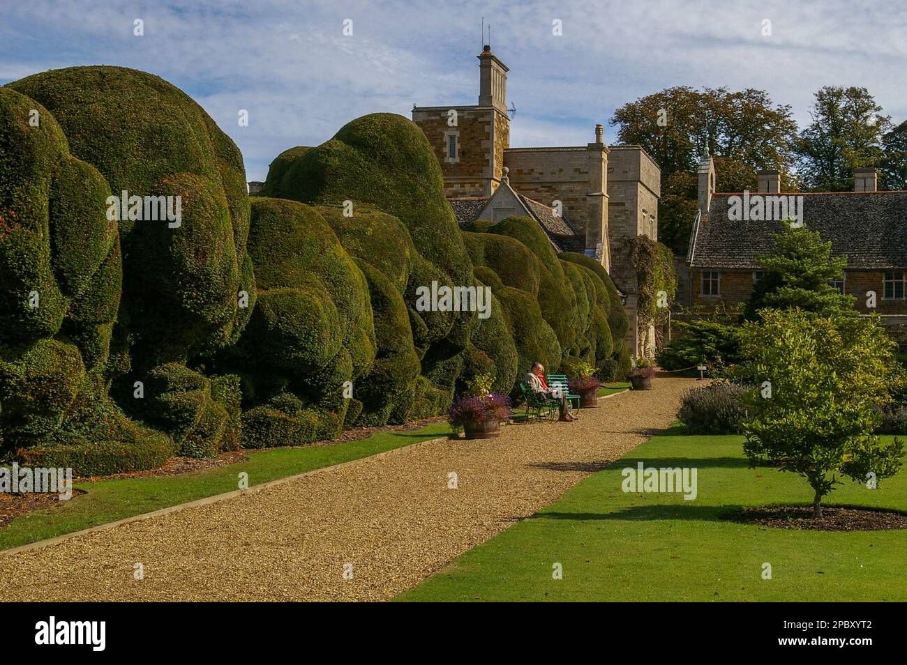 The famous 400 year old yew Elephant Hedge in the grounds of Rockingham ...
