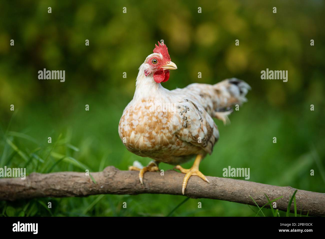 Hen in nature background Stock Photo - Alamy
