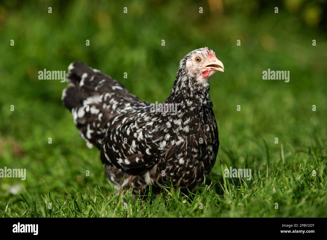 Hen in nature background Stock Photo - Alamy