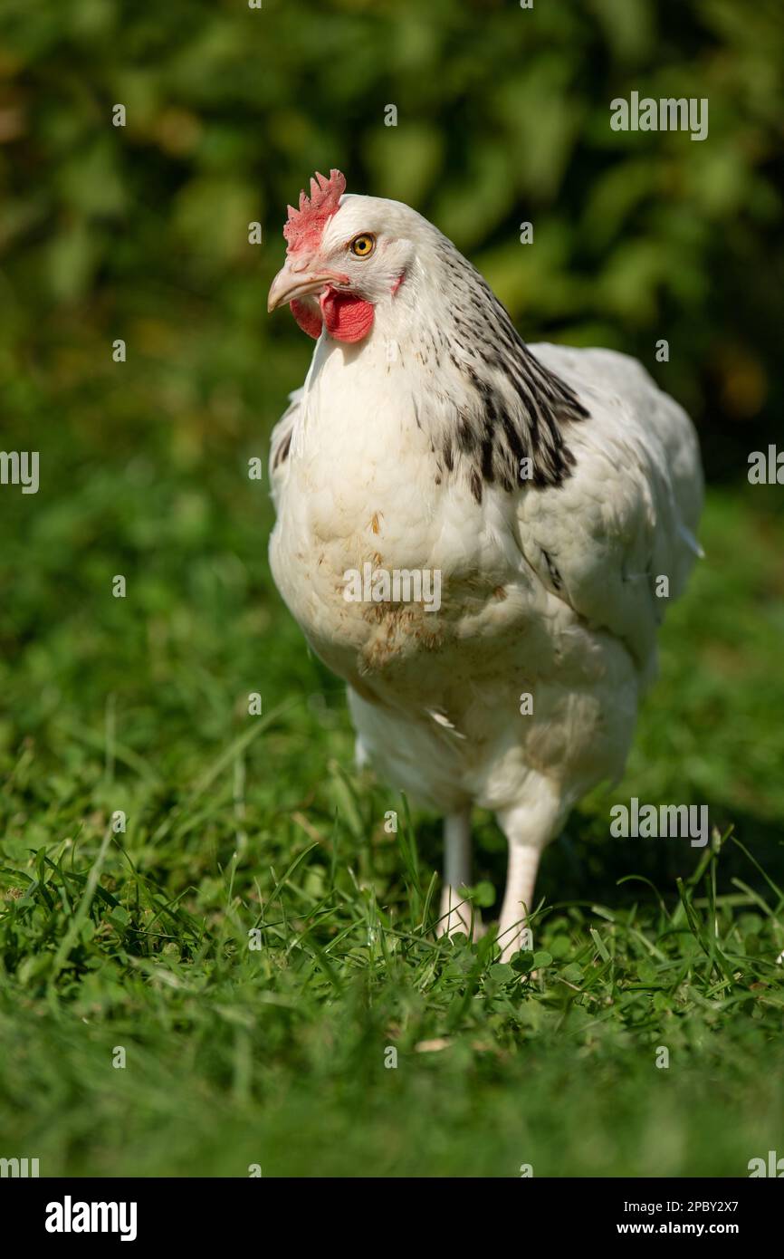 Hen in nature background Stock Photo - Alamy