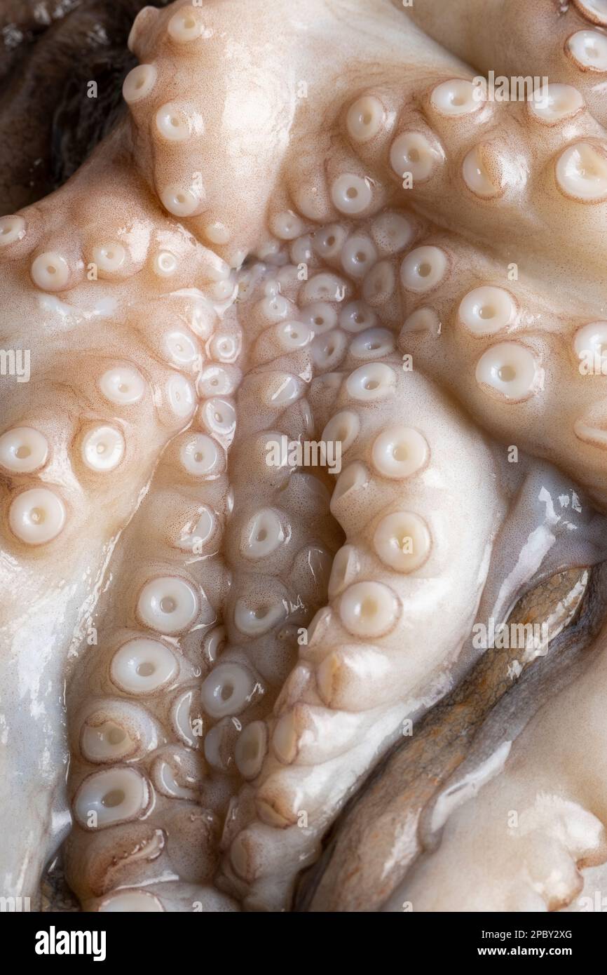 Octopus meat hi-res stock photography and images - Alamy