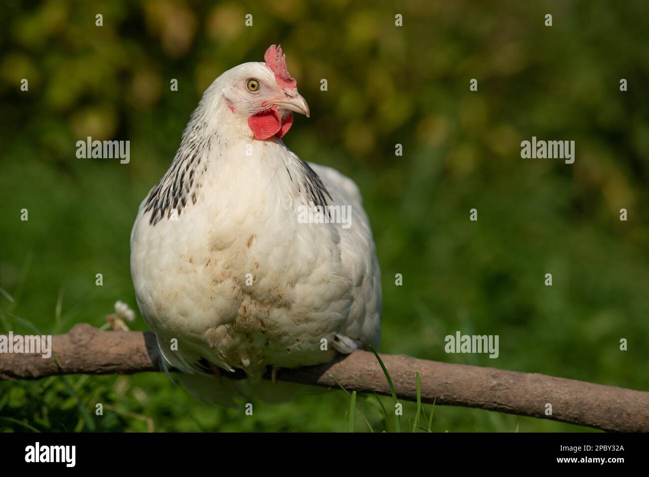 Hen in nature background Stock Photo - Alamy