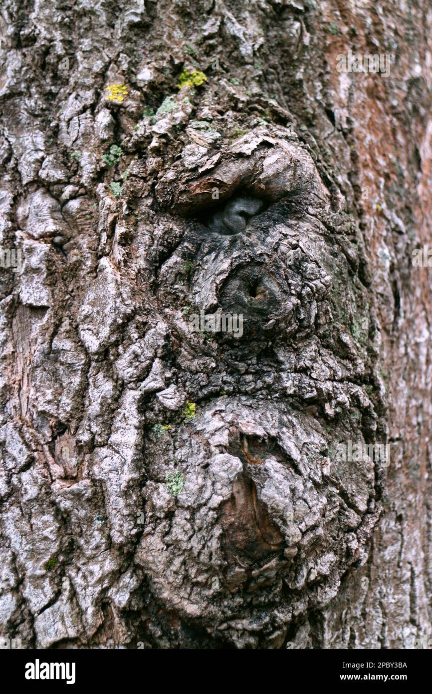 portrait owner of the forest Goblin, abstraction, background, bark of ...