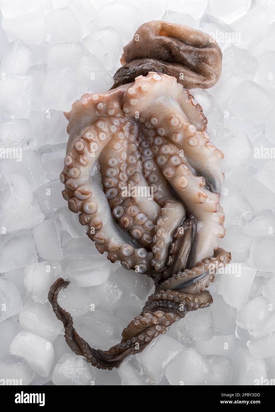 Raw uncooked octopus on an ice surface, food ingredients Stock Photo ...