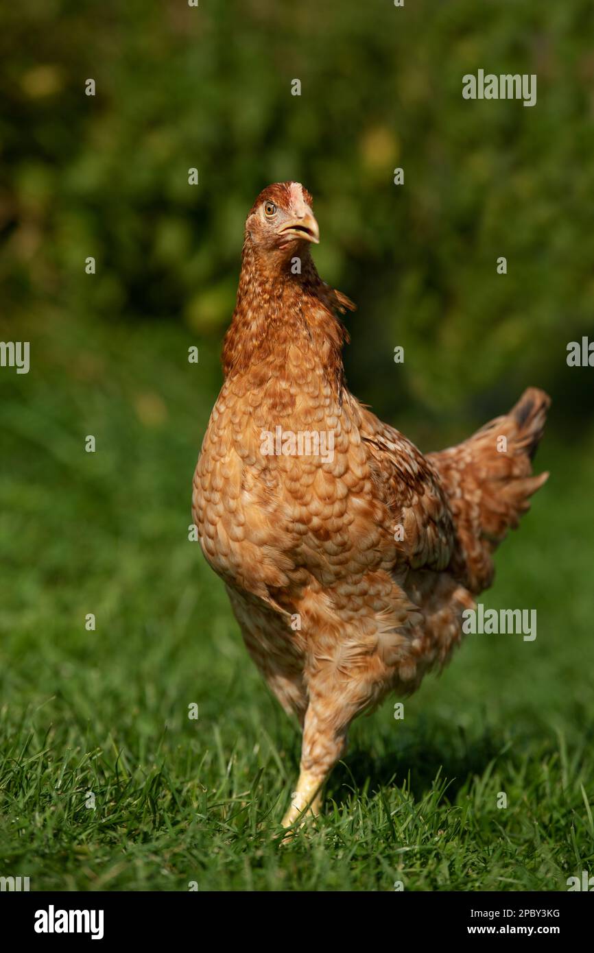 Hen in nature background Stock Photo - Alamy