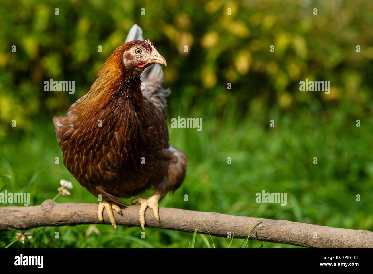 Hen in nature background Stock Photo - Alamy