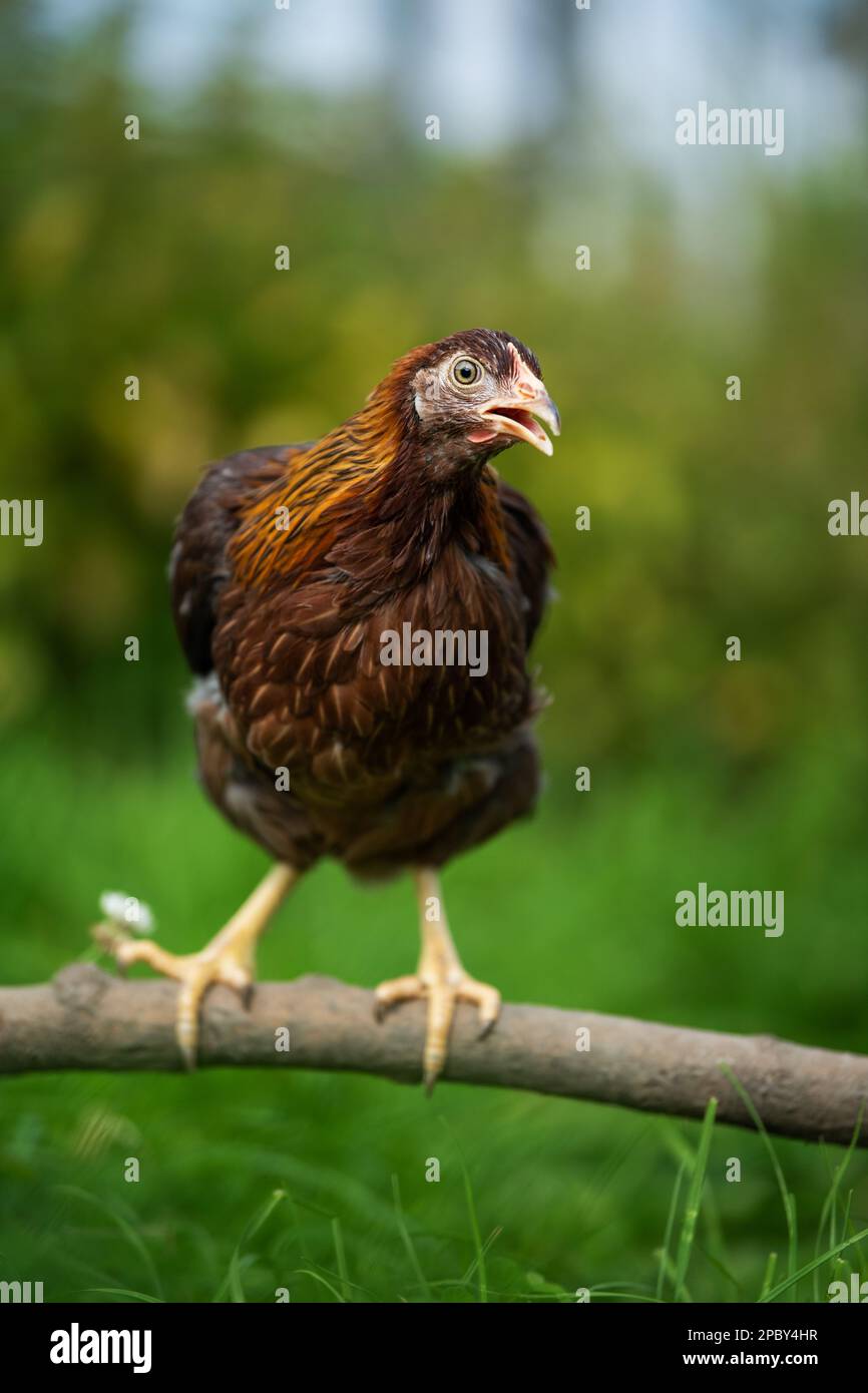 Hen in nature background Stock Photo - Alamy