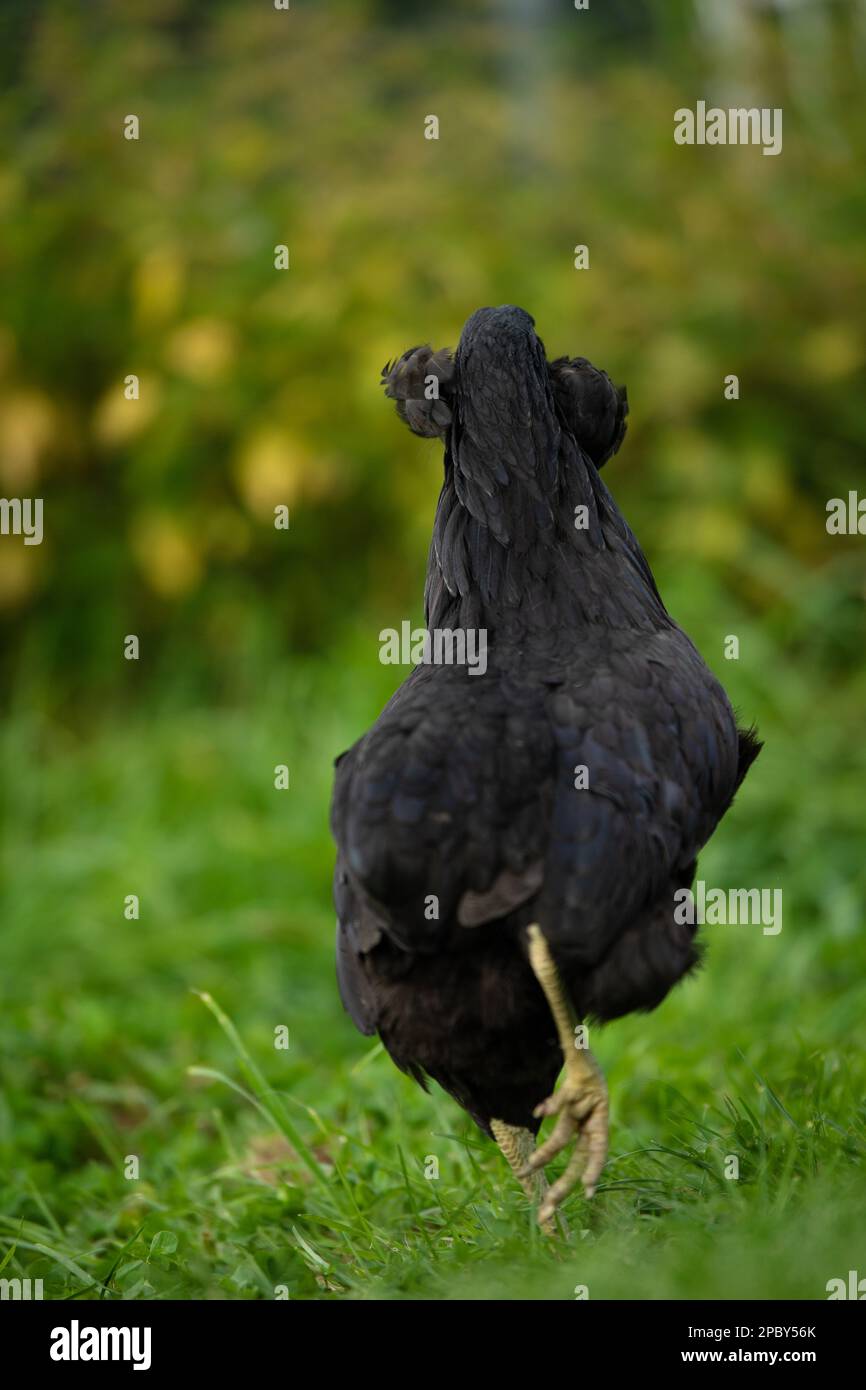 Hen in nature background Stock Photo - Alamy