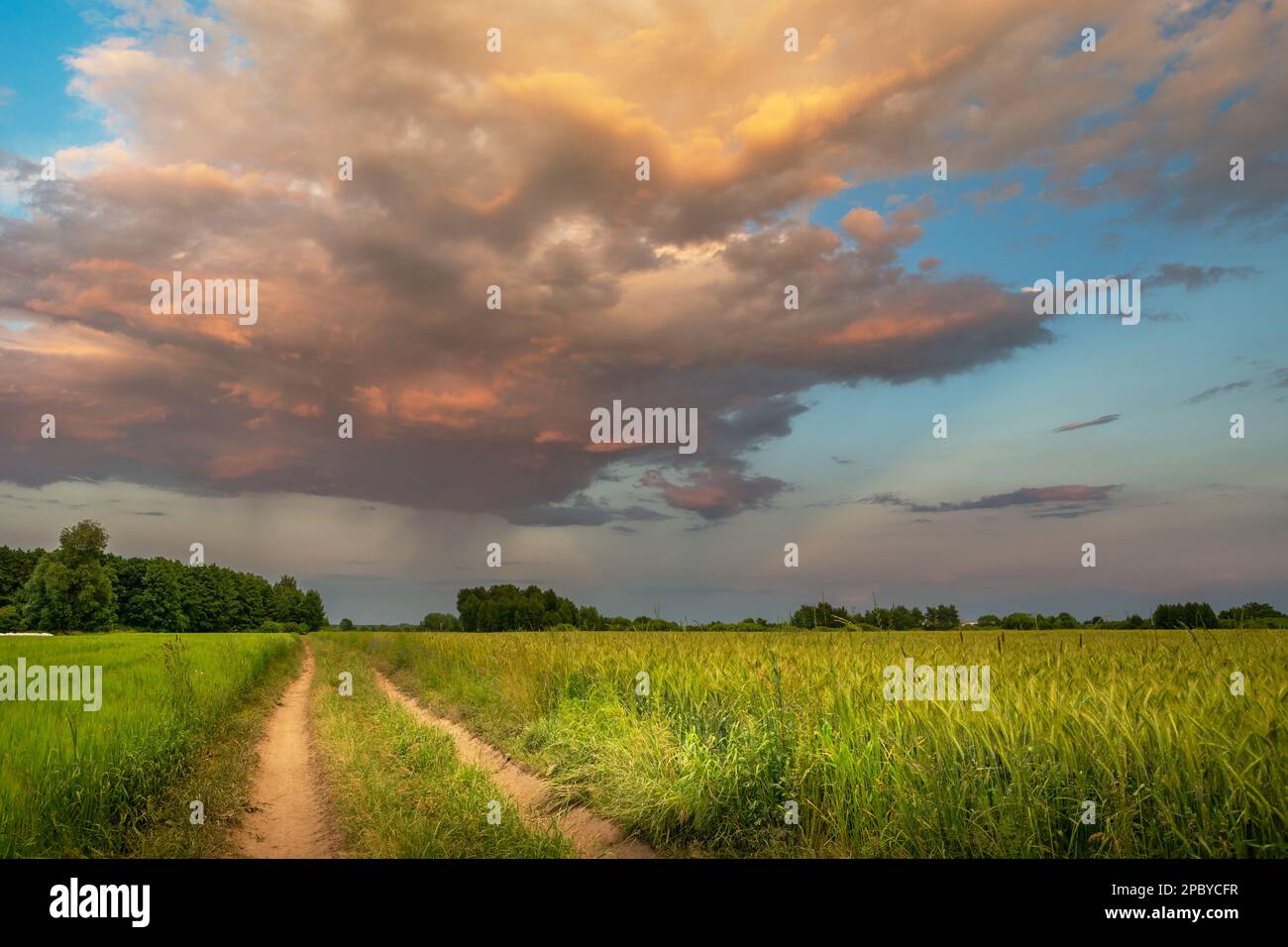 Dirt road next to a green field with grain and clouds highlighted at ...