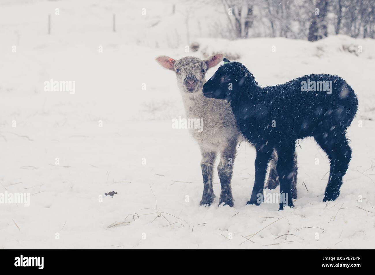 White lambs in snow hi-res stock photography and images - Alamy