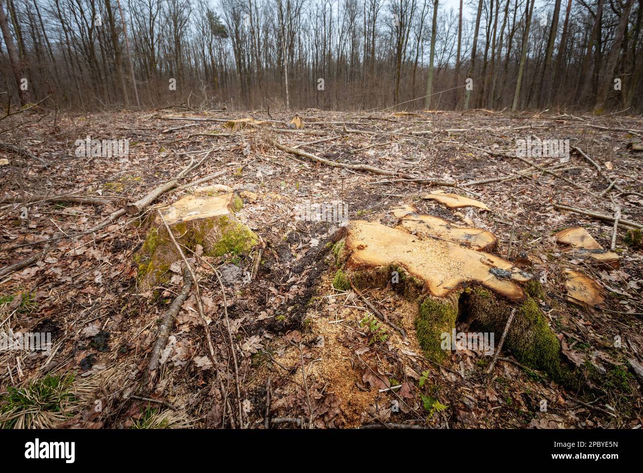 Tree stumps deforestation people hi-res stock photography and images ...