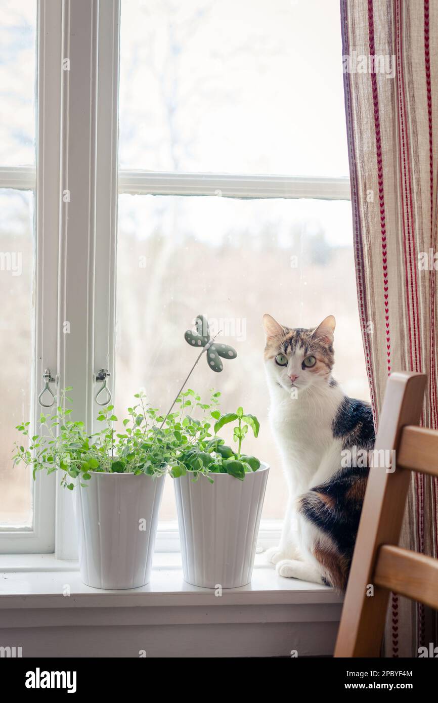 tabby house cat sitting in window Stock Photo - Alamy
