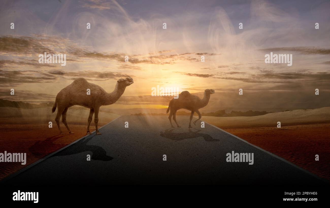 Camel crossing the road in sahara hi-res stock photography and images ...