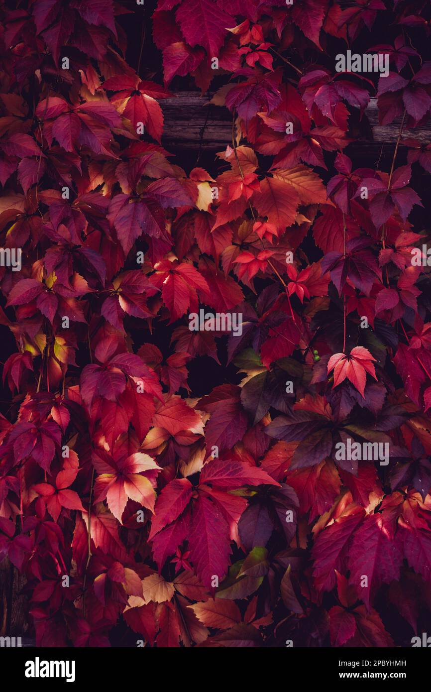 Red and violet spiky leaves with veins on surface growing on tree in ...