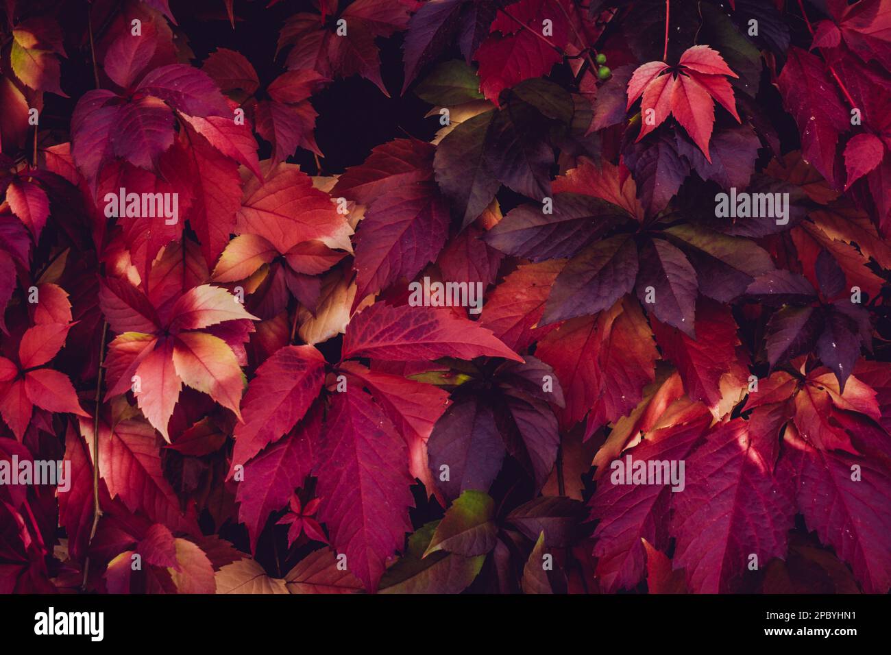 Red and violet spiky leaves with veins on surface growing on tree in ...