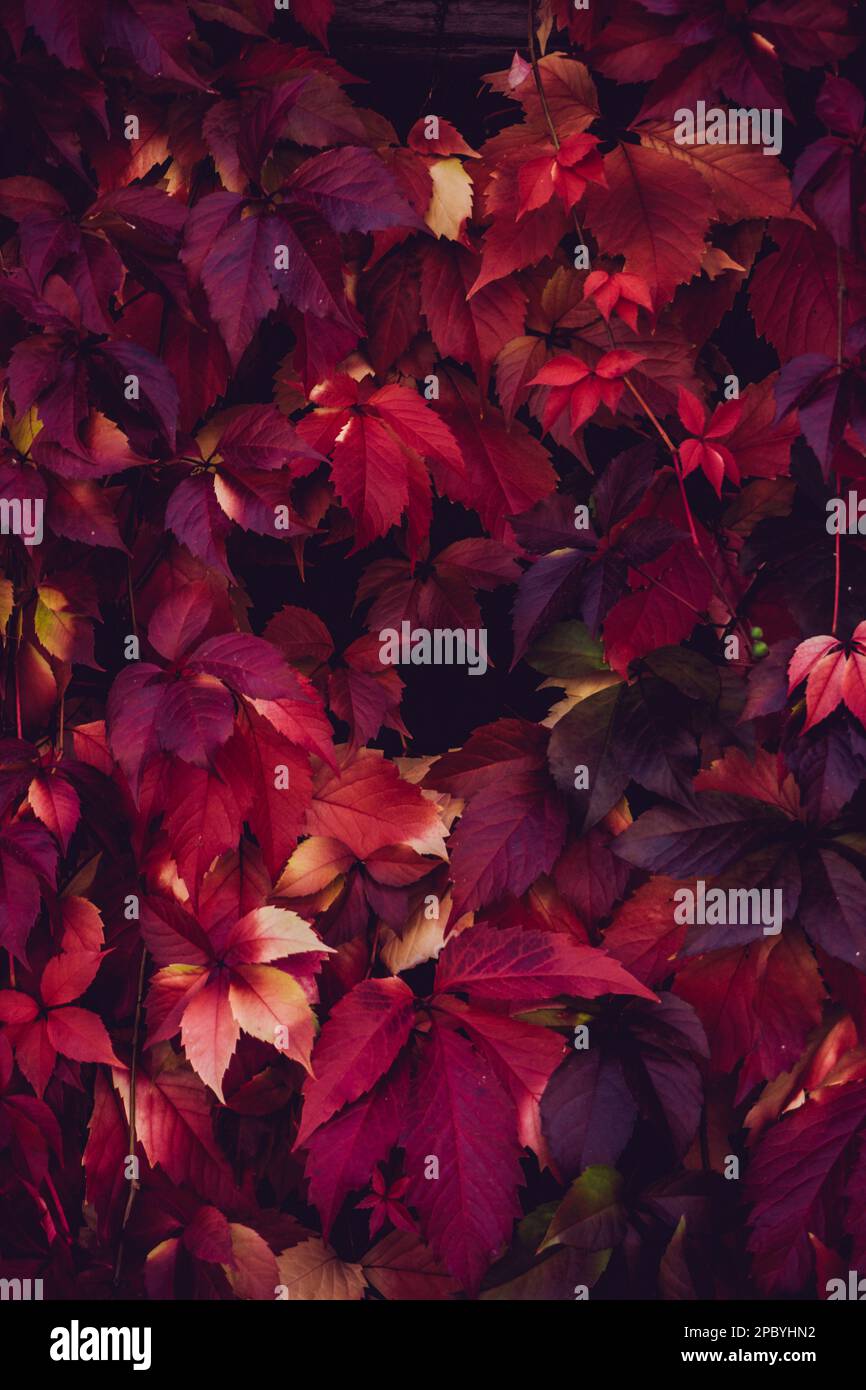 Red and violet spiky leaves with veins on surface growing on tree in ...