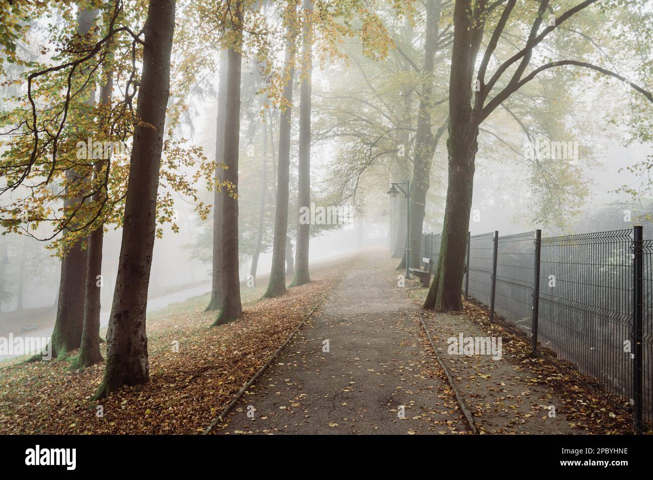 Gloomy landscape with old streetlights along empty alley crossing foggy ...