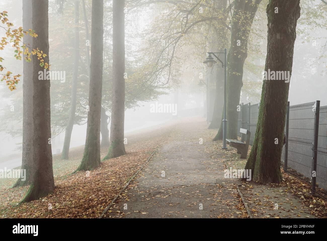 Gloomy landscape with old streetlights along empty alley crossing foggy ...