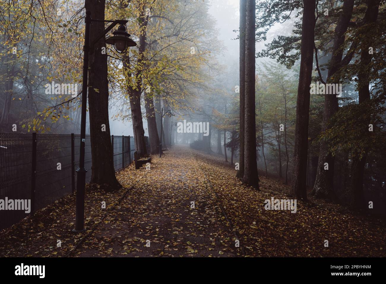Gloomy landscape with old streetlights along empty alley crossing foggy ...