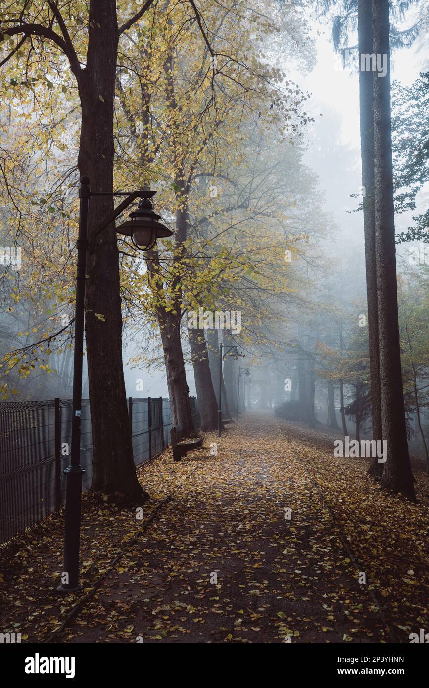 Gloomy landscape with old streetlights along empty alley crossing foggy ...