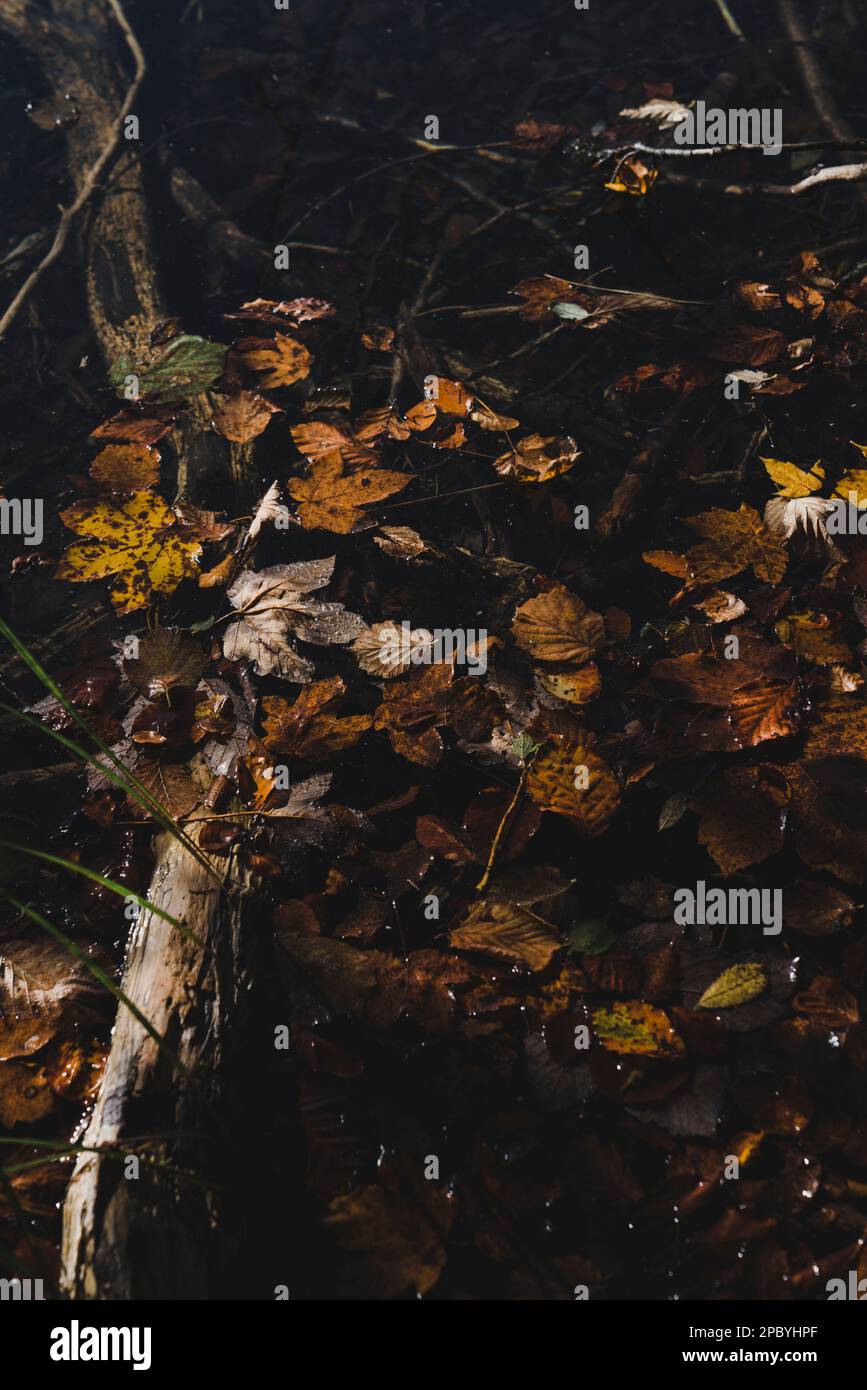 Yellow and light brown maple leaves with spots and veins on surface ...