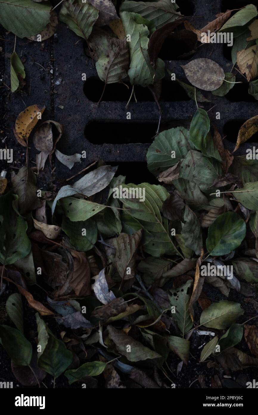 Leaves on drainage grade Stock Photo - Alamy