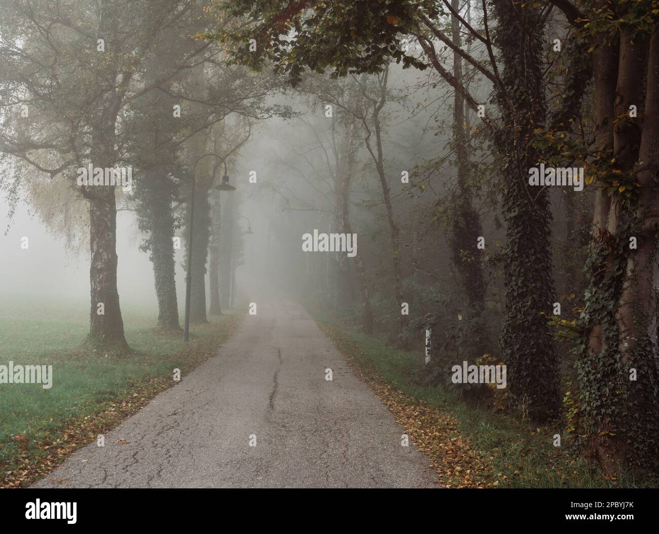 Gloomy landscape with old streetlights along empty alley crossing foggy ...