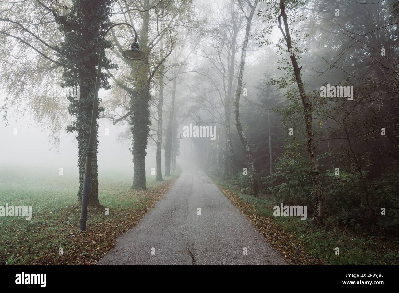 Gloomy landscape with old streetlights along empty alley crossing foggy ...