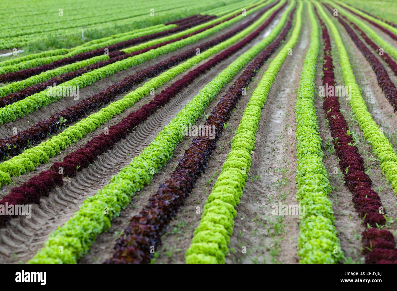 Rows of plants on farm Stock Photo - Alamy