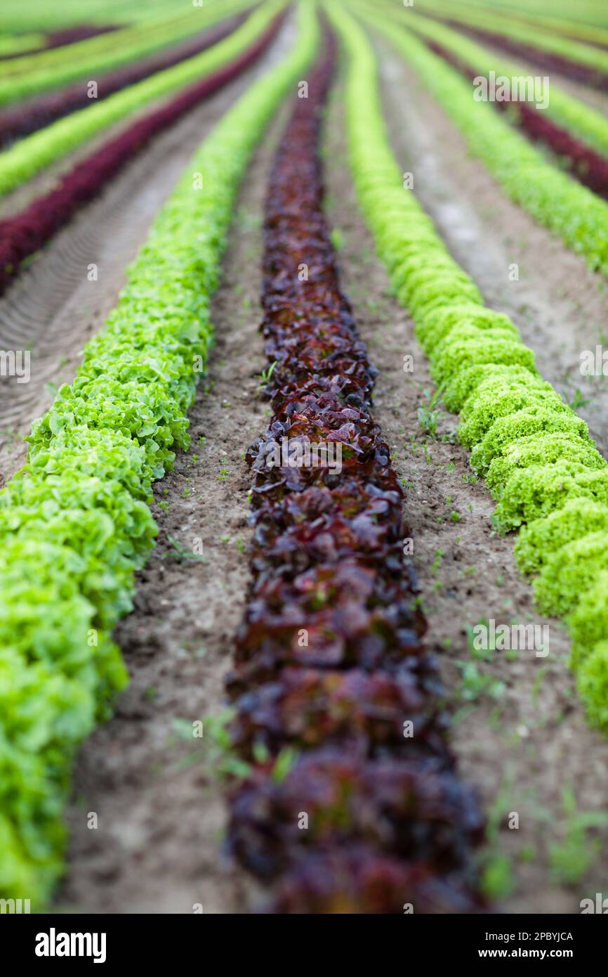 Rows of plants on farm Stock Photo - Alamy