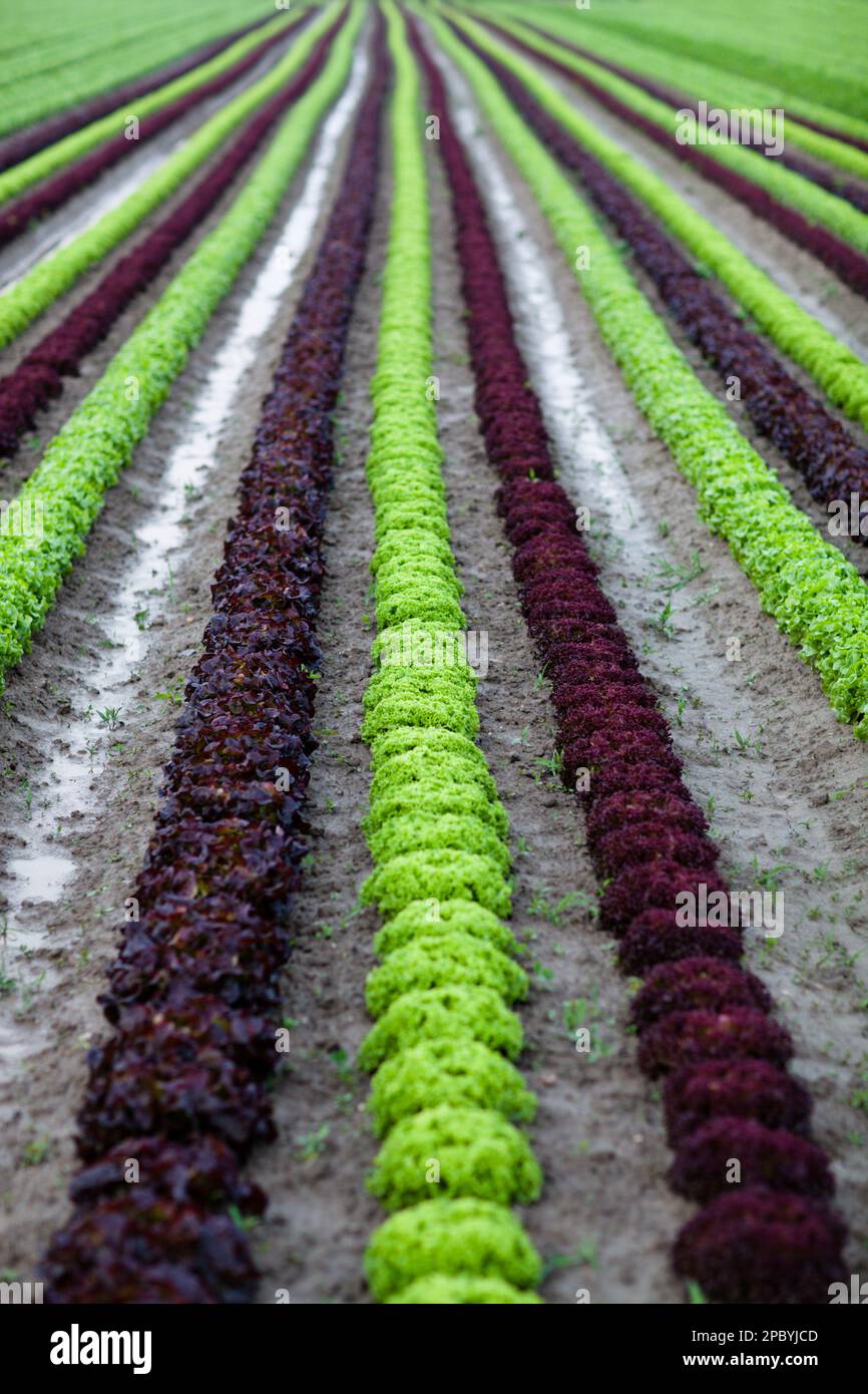 Rows of plants on farm Stock Photo - Alamy