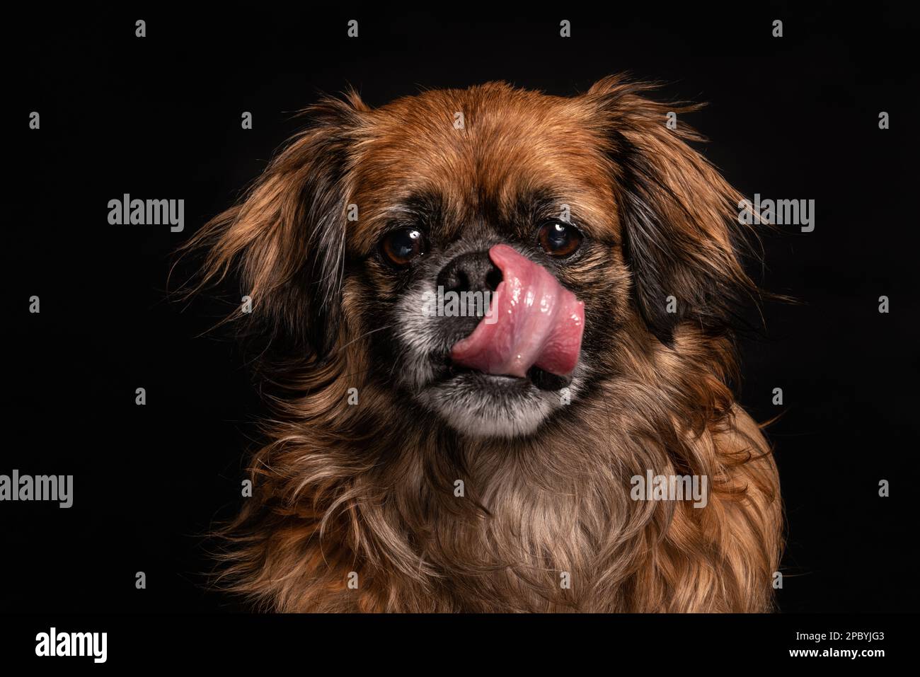 Little angry dog sitting in studio Stock Photo - Alamy