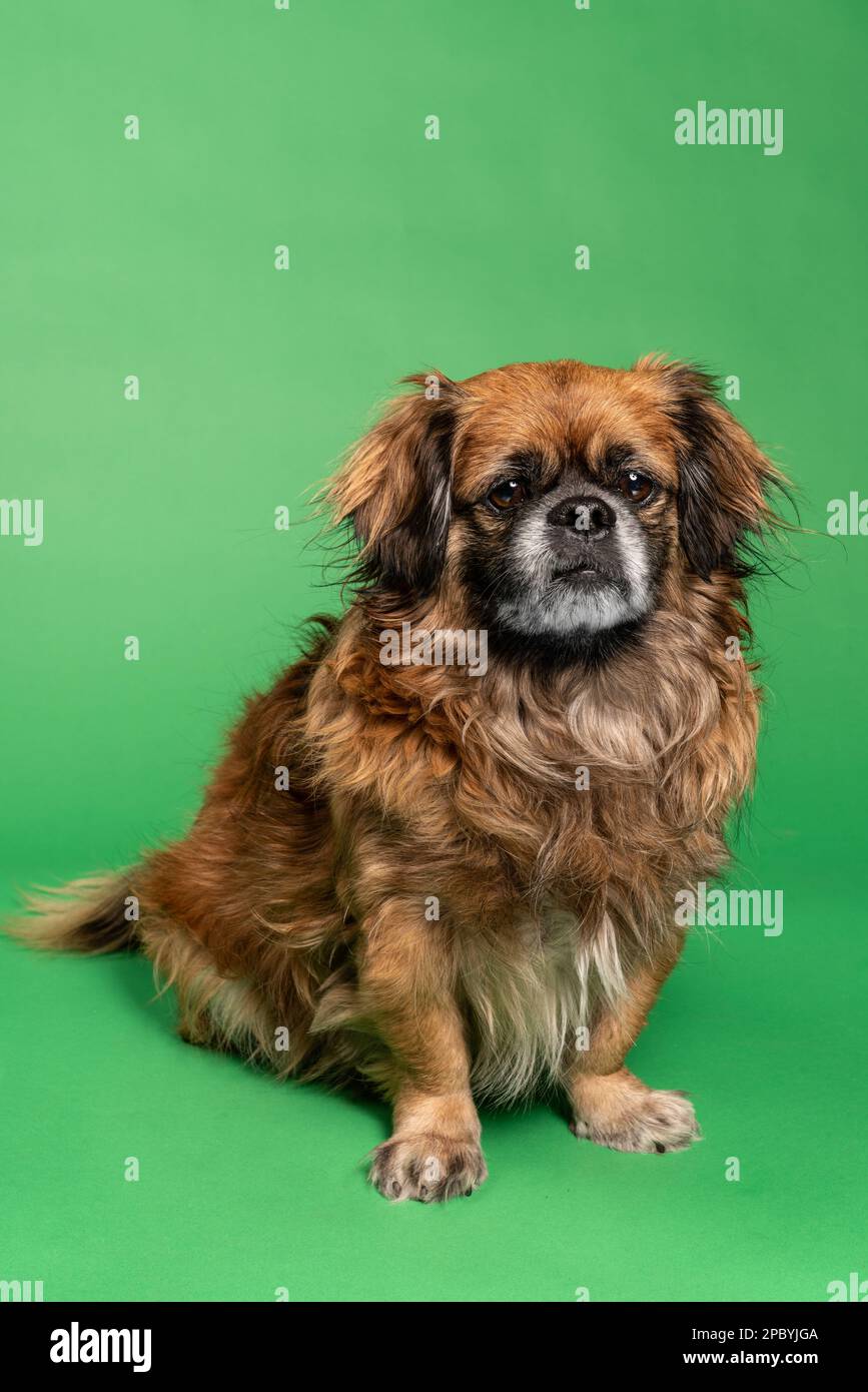 Little dog sitting in studio Stock Photo - Alamy