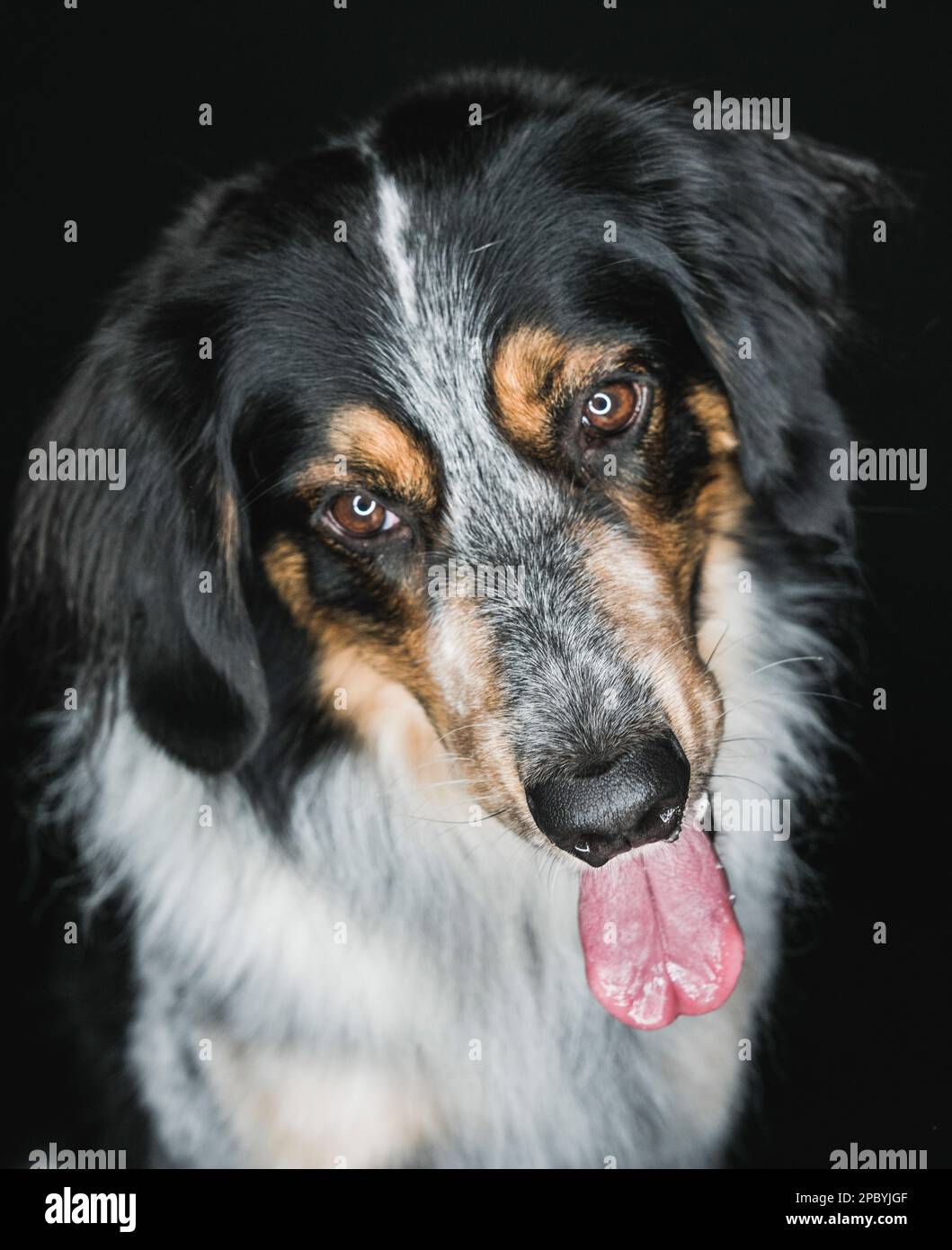 Bordernese hi-res stock photography and images - Alamy