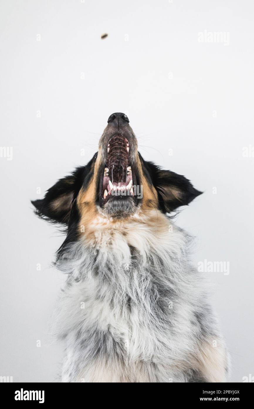 Adult mixed breed Bordernese or Border Collie Bernese Mountain Dog Mix ...