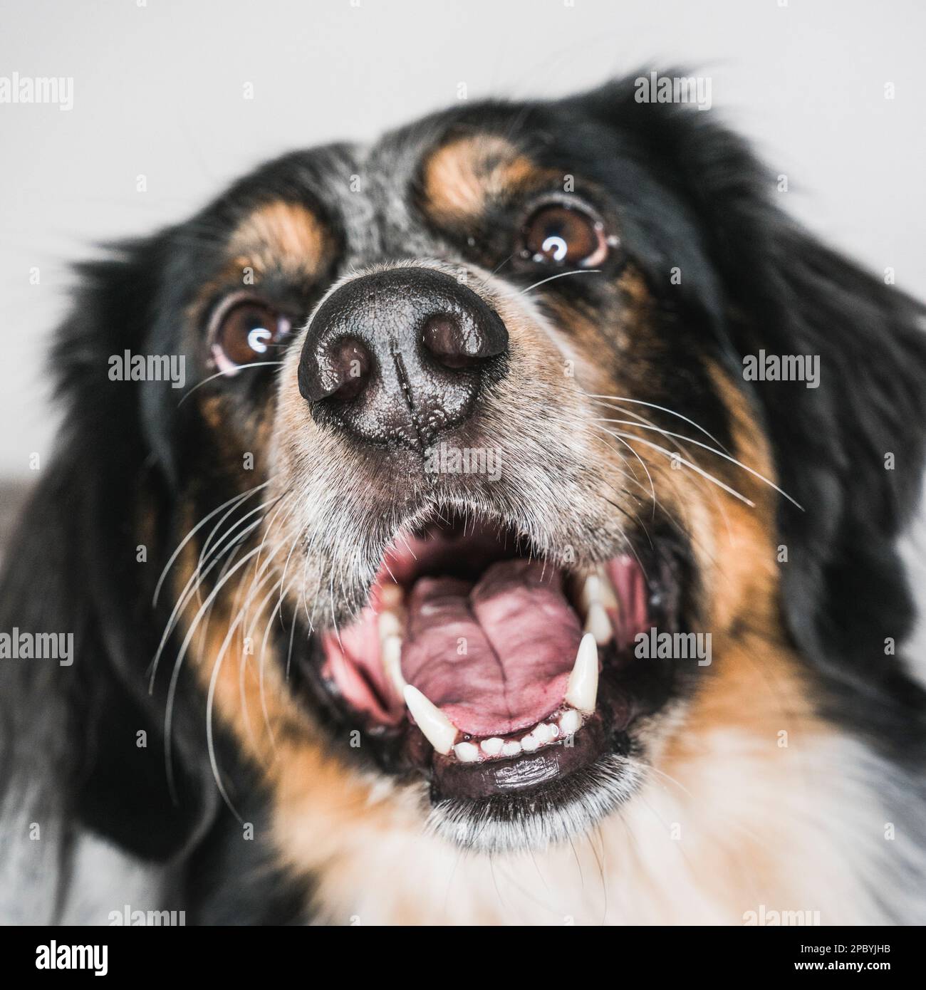 Bordernese hi-res stock photography and images - Alamy