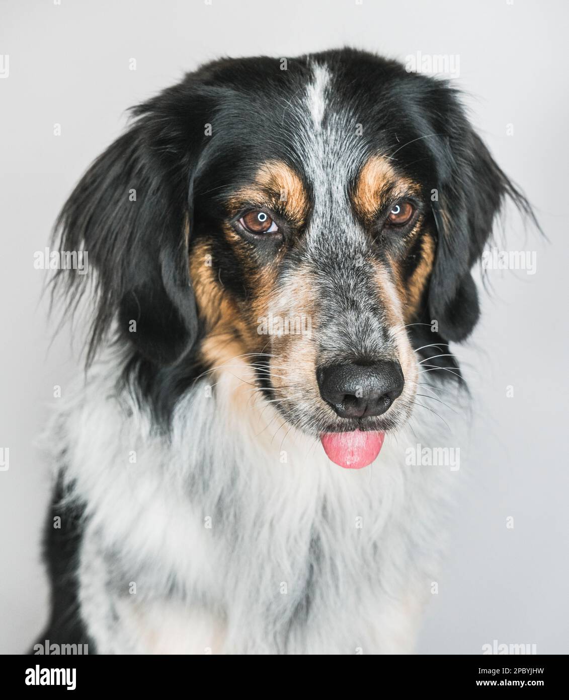 Closeup of cute fluffy mixed breed Bordernese or Border Collie Bernese ...