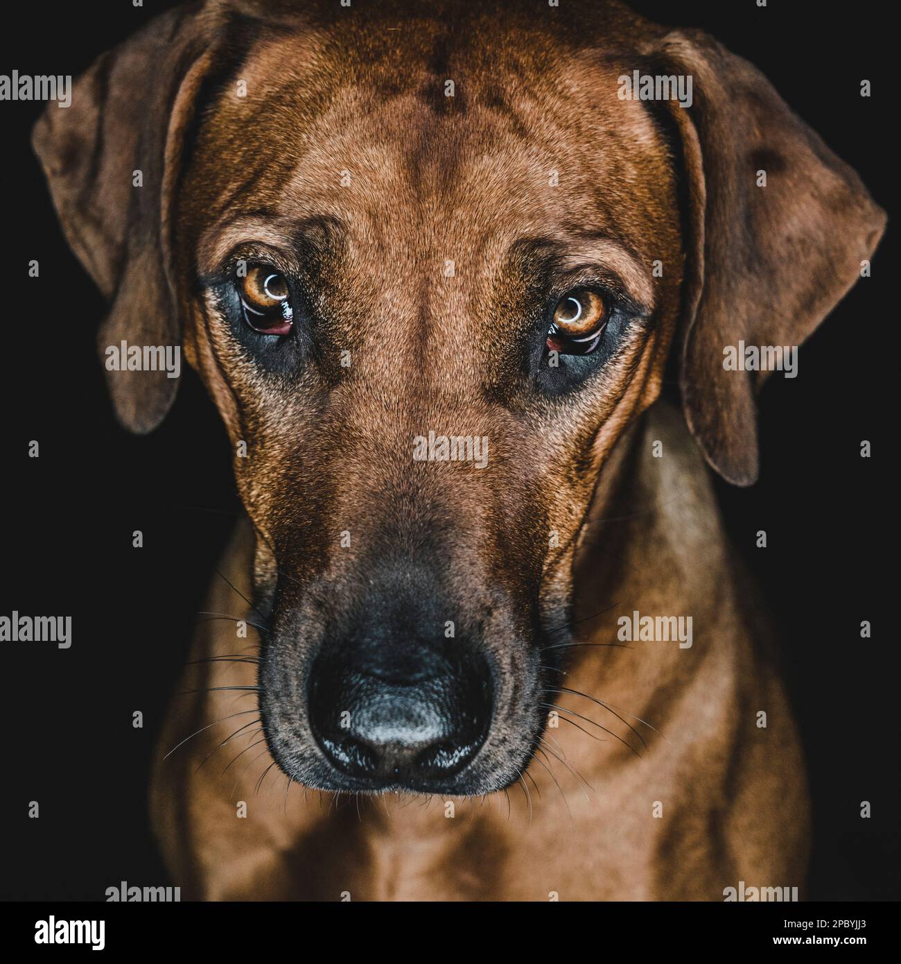 Purebred Ridgeback dog on black background Stock Photo - Alamy