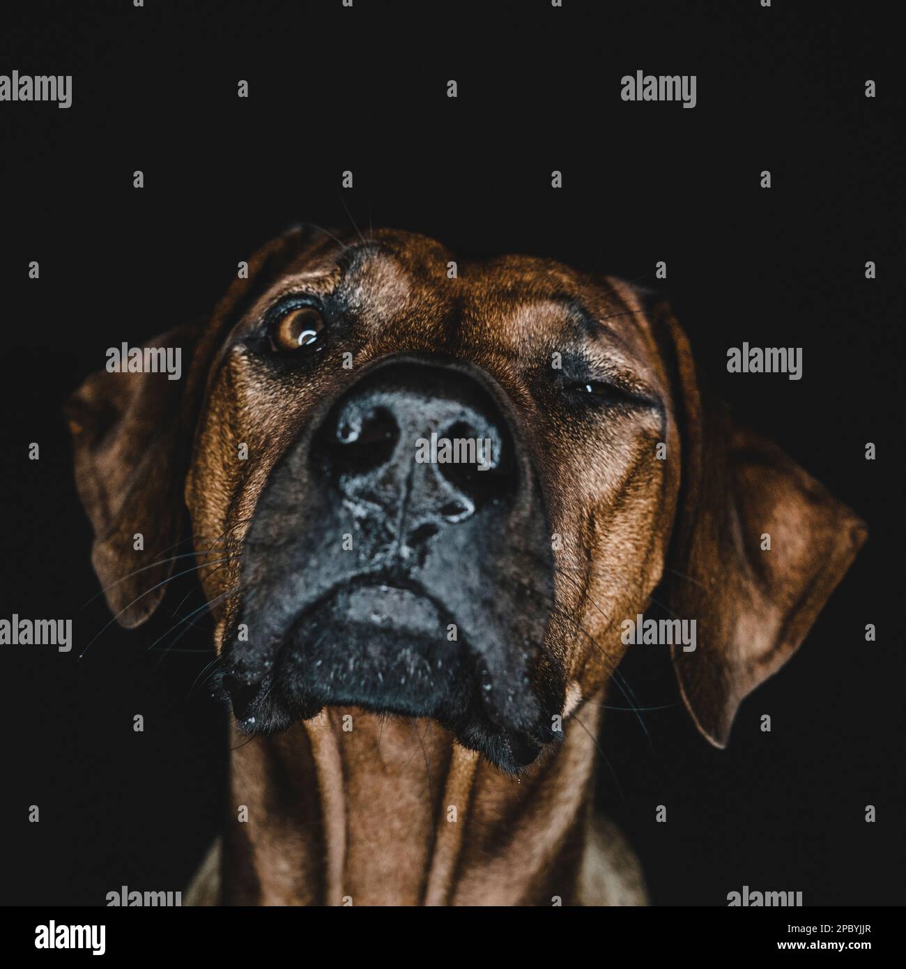 Rhodesian ridgeback guard dog hi-res stock photography and images - Alamy
