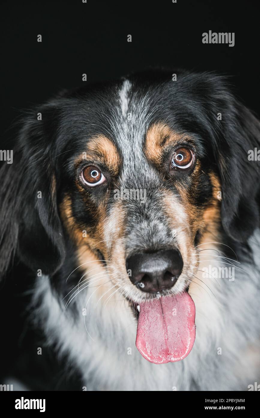 Bordernese hi-res stock photography and images - Alamy