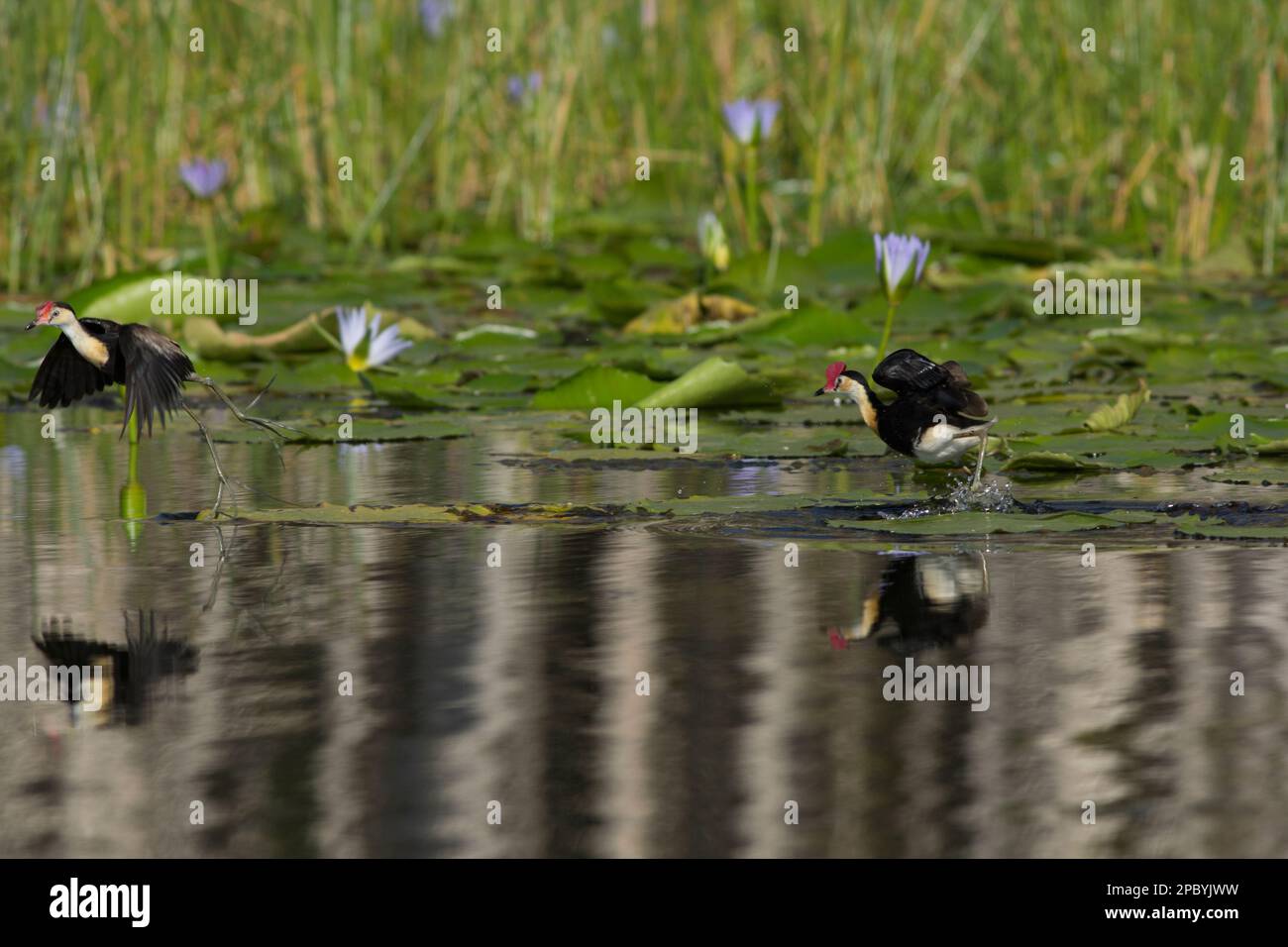 Lily trotter hi-res stock photography and images - Alamy