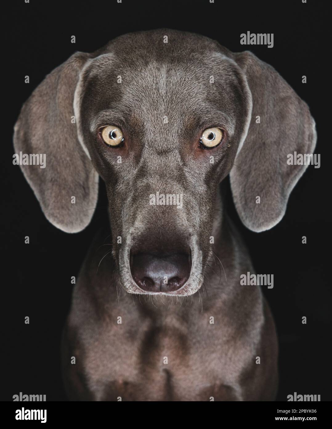Funny Weimaraner dog on black background Stock Photo - Alamy