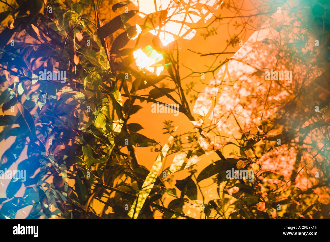 Bright flare of sunlight illuminating shrubs with blooming plants in ...