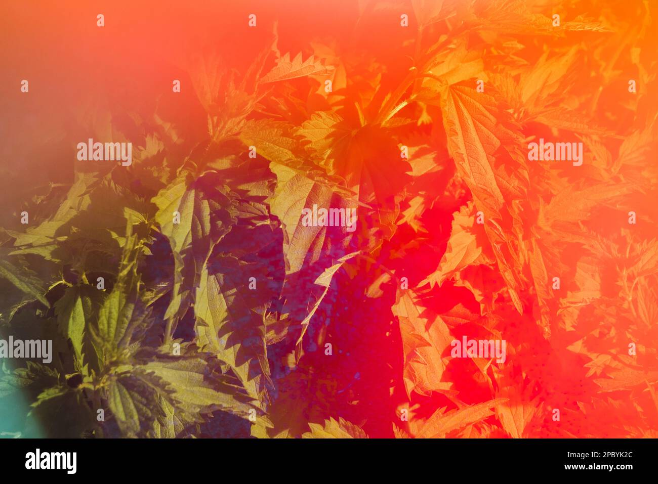 Bright flare of sunlight illuminating shrubs with blooming plants in ...