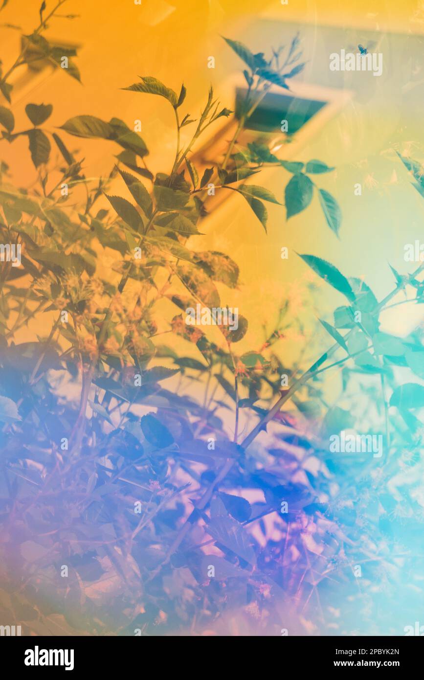 Bright flare of sunlight illuminating shrubs with blooming plants in ...