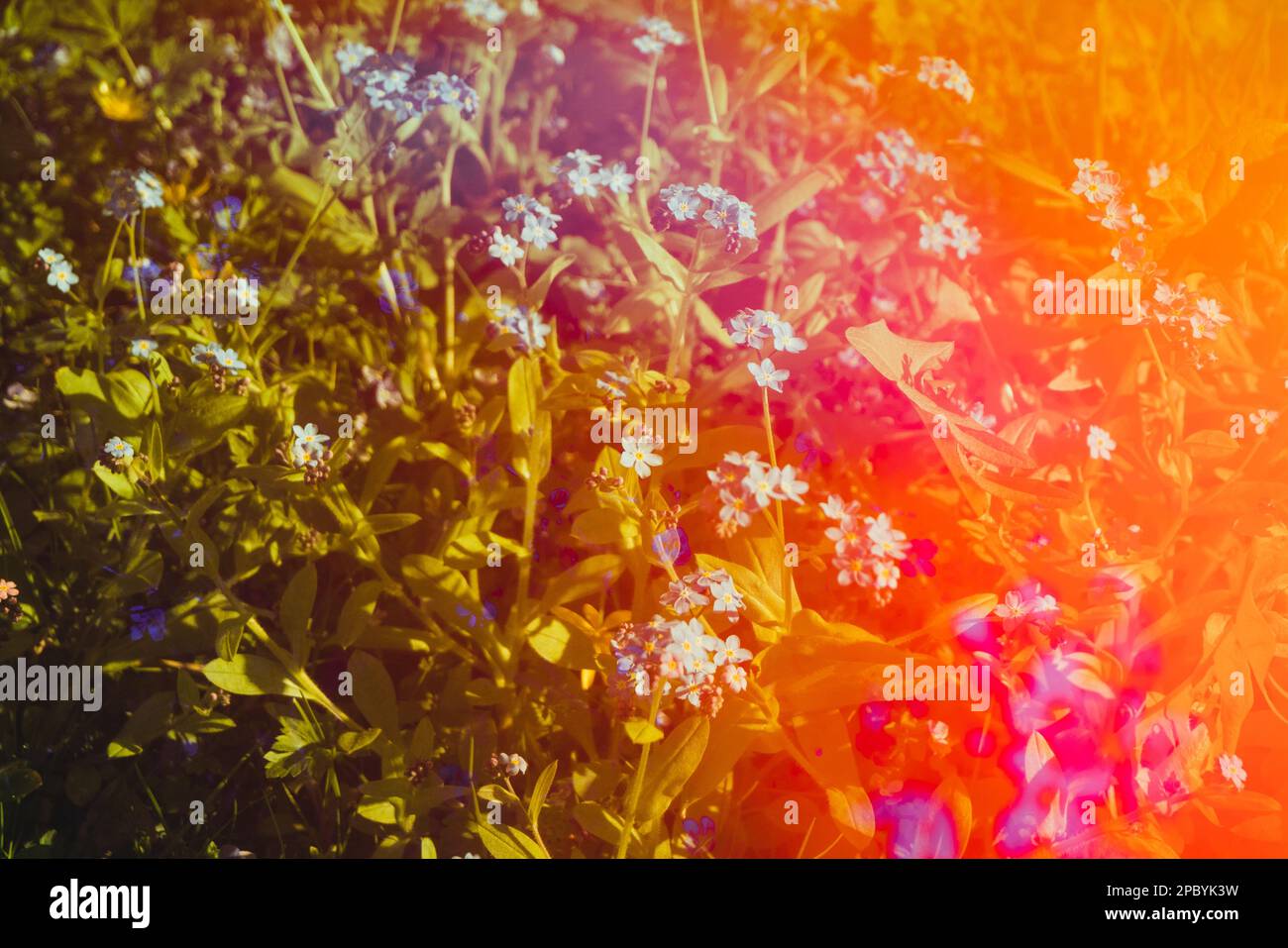 Bright flare of sunlight illuminating shrubs with blooming flowers in ...