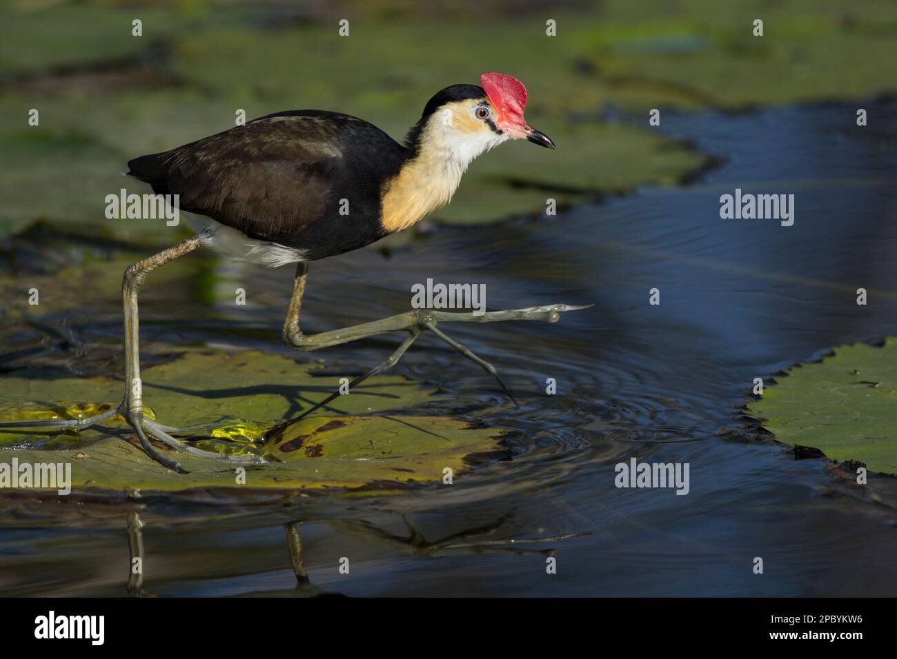 Lily trotter hi-res stock photography and images - Alamy